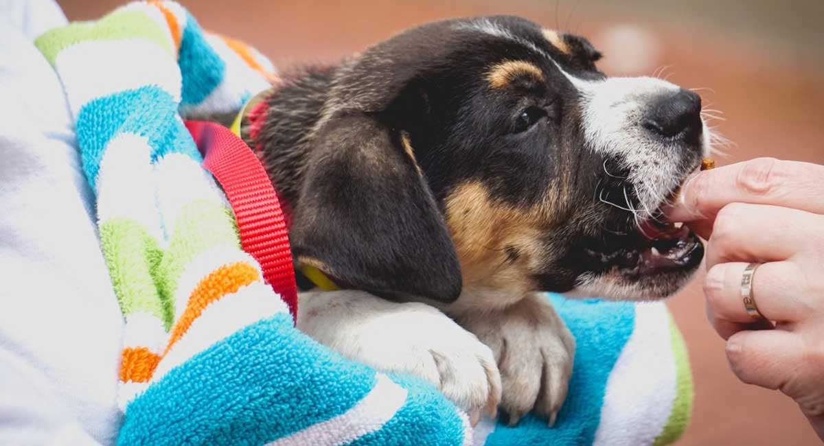 How to Give a Dog a Pill - Natural Puppies