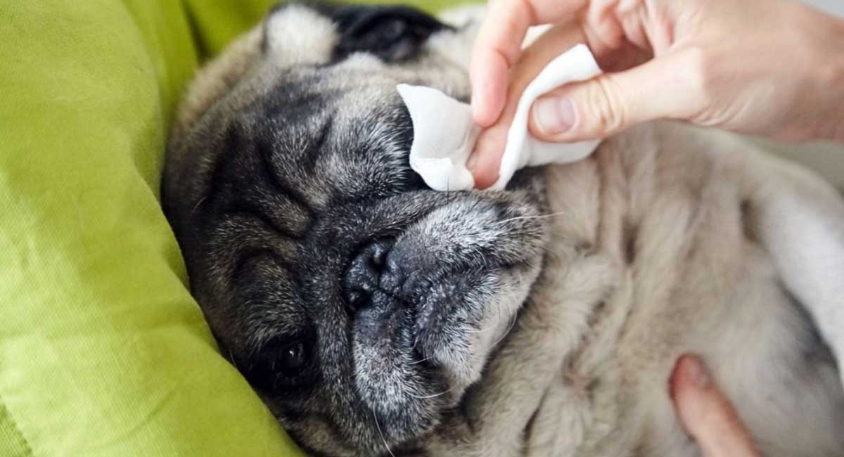 Keeping Dogs Clean: Dog Wipes vs Baby Wipes - Natural Puppies