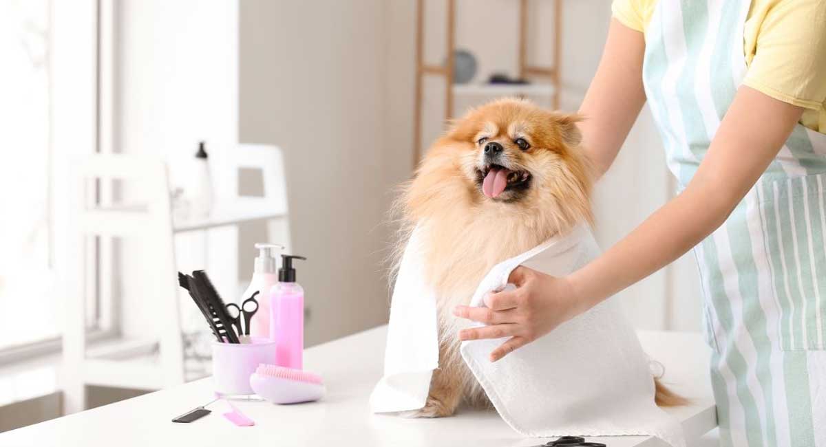 Keeping Dogs Clean: Dog Wipes vs Baby Wipes - Natural Puppies