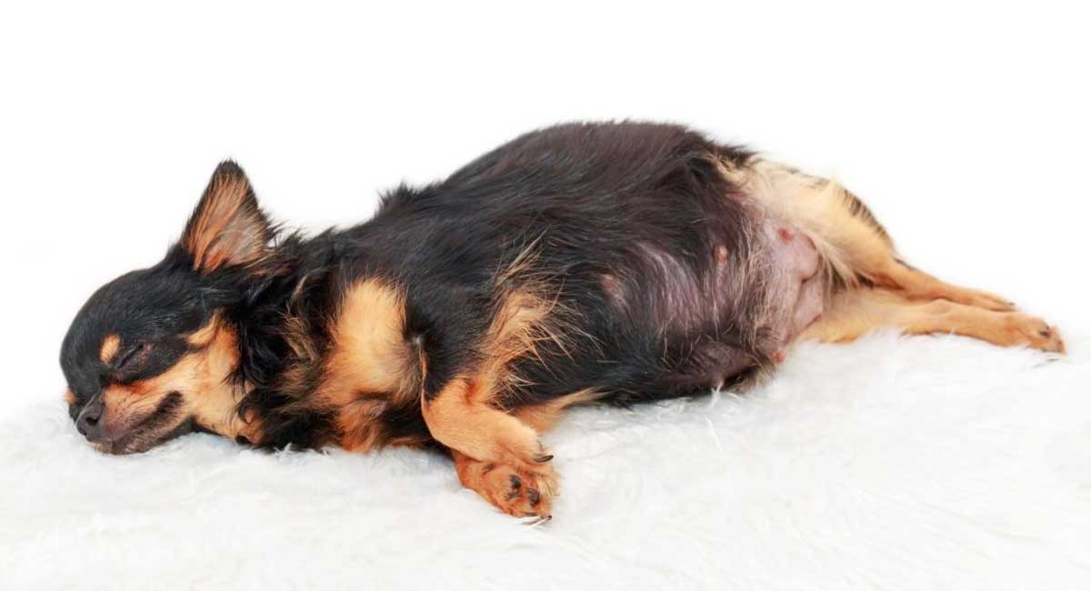 Do You Know How to Take Care of a Pregnant Dog? - Natural Puppies