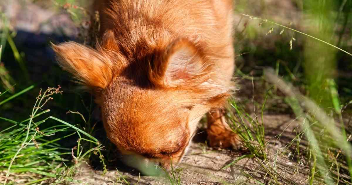 Canine Problems: Why Does My Dog Snort Like a Pig?